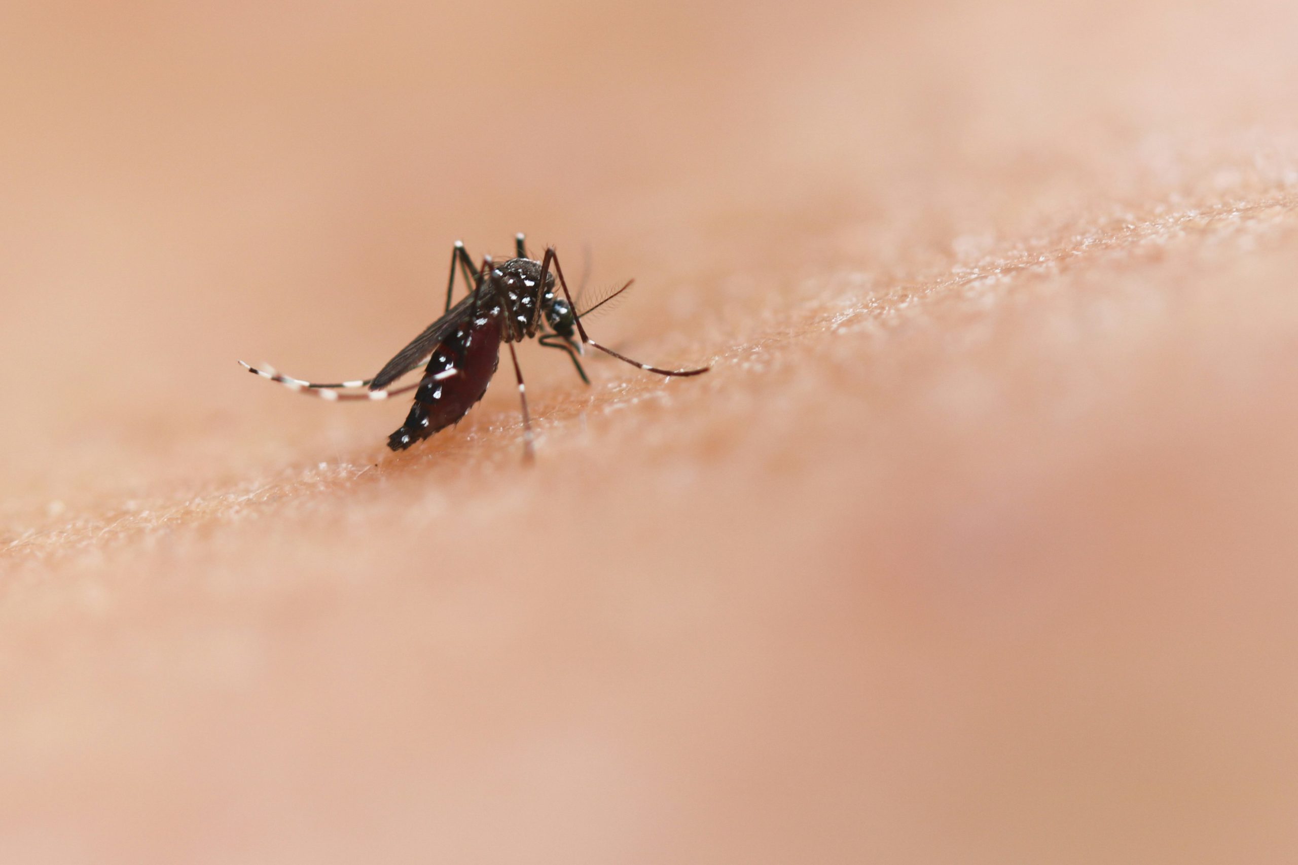 El mejor remedio para evitar las picaduras de mosquito