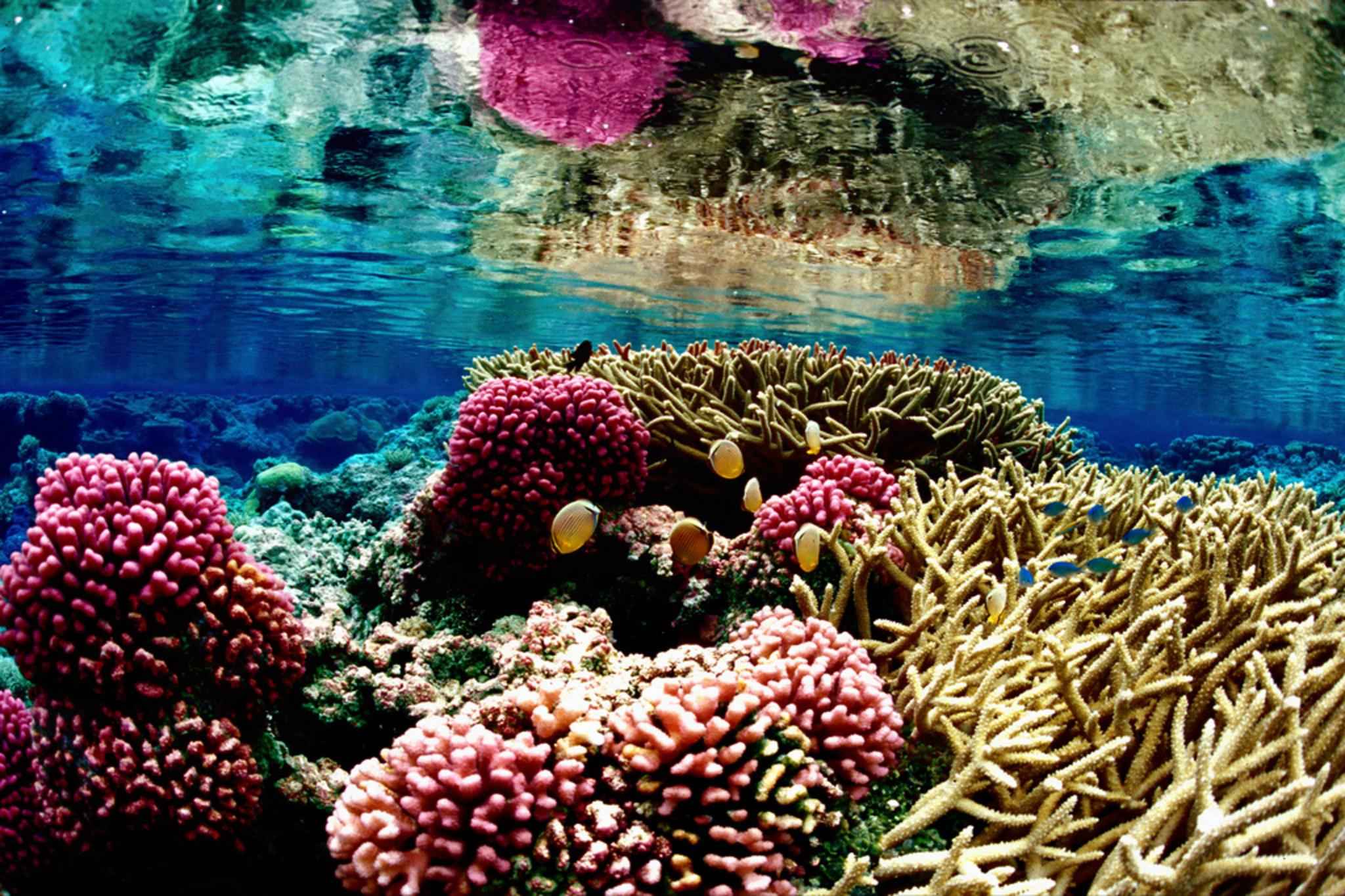 Coral reefs may finally collapse in 2026: what will be the consequences ...